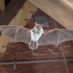 Pest Control Services - American Extermination Plus